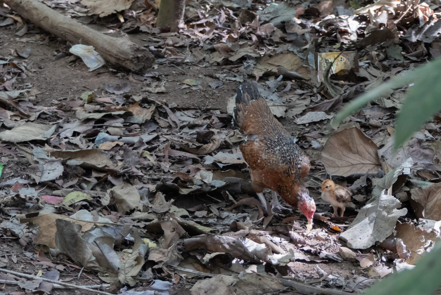 The Chicken Church In Yogyakarta – Bukit Rhema