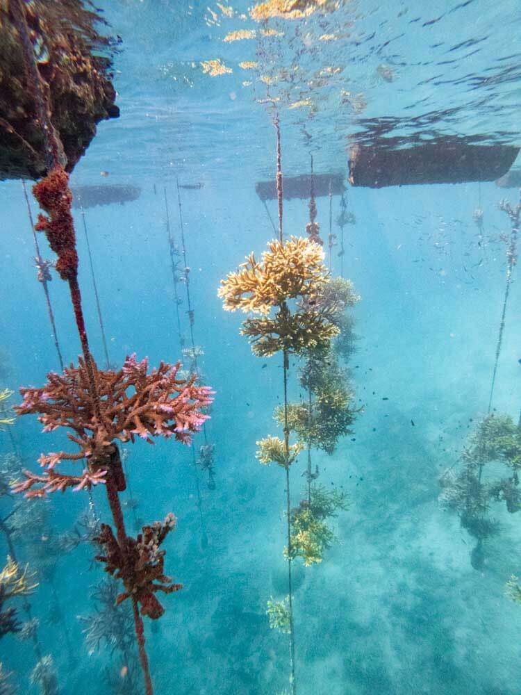 7 Best Coral Restoration Organisations & NGOs In Bali 2026